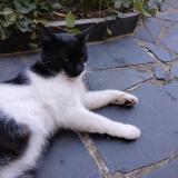 CHAT PERDU France. Publication immédiate et gratuite.