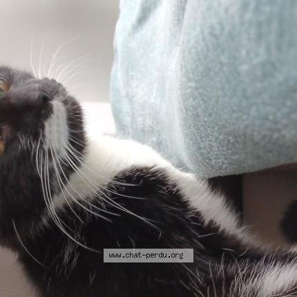 #745190 chat trouvé à WOLUWE SAINT LAMBERT - Chat Perdu Belgique