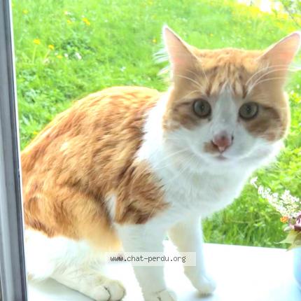 #748688 chat trouvé à LAUSANNE - Chat Perdu Suisse