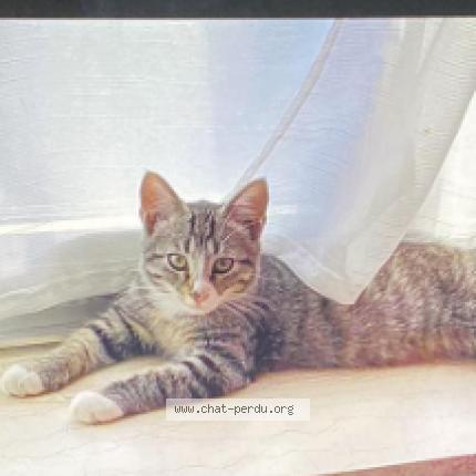 #776372 Spike chat perdu à JETTE - Chat Perdu Belgique