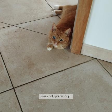 #784525 Gaston chat perdu à ERPENT - Chat Perdu Belgique