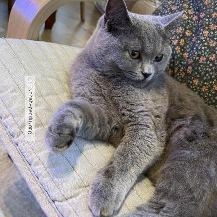 #787010 Mueza chat perdu à GRIMBERGEN - Chat Perdu Belgique