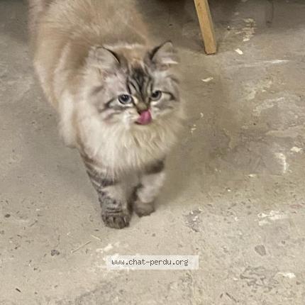 #789580 chat trouvé à TUBIZE - Chat Perdu Belgique