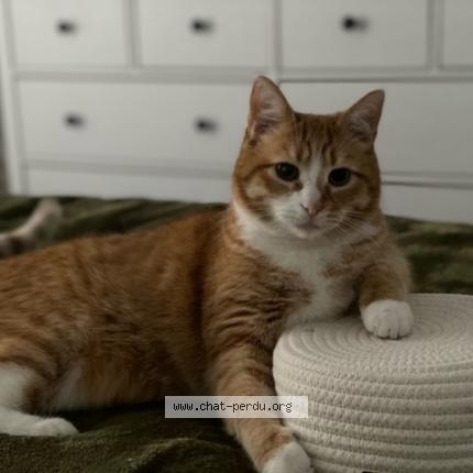 #790507 Maurice chat perdu à LAVAL - Chat Perdu Canada