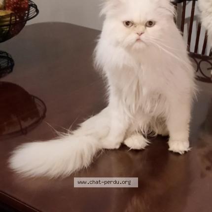 #807854 Yoda chat perdu à MONTREAL - Chat Perdu Canada